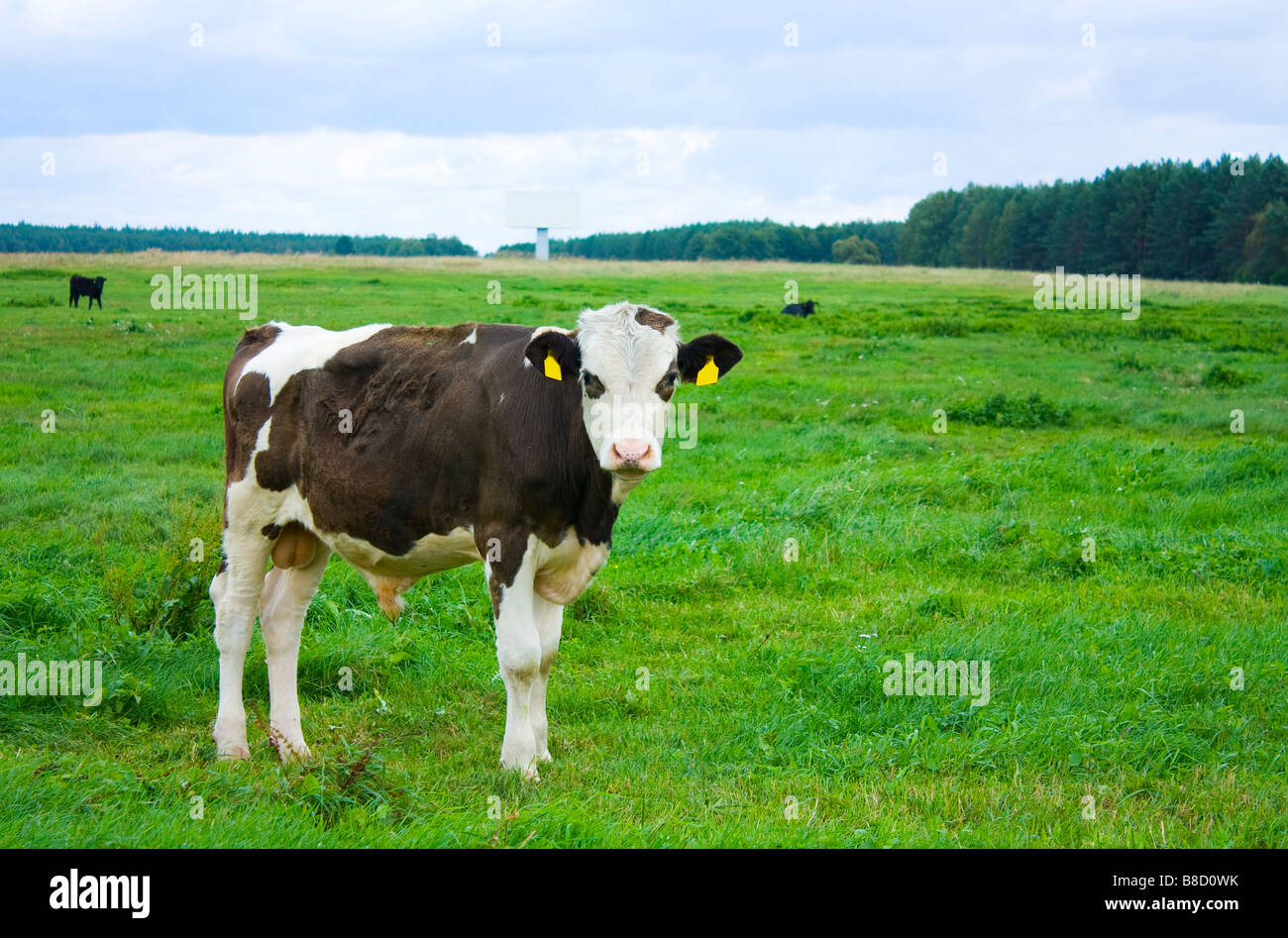 bull in a field Stock Photo - Alamy