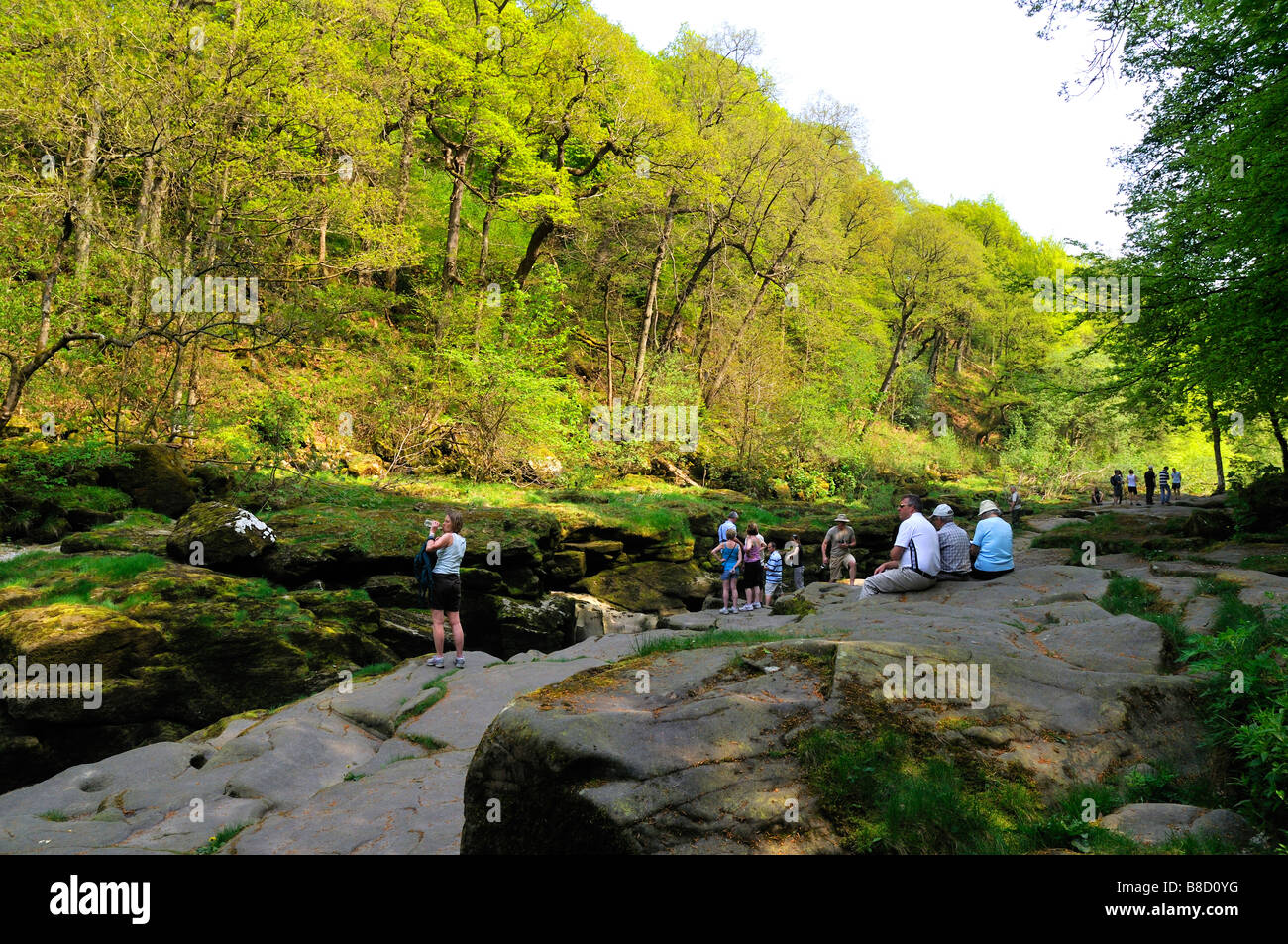 Waterfall bluebells hi-res stock photography and images - Alamy