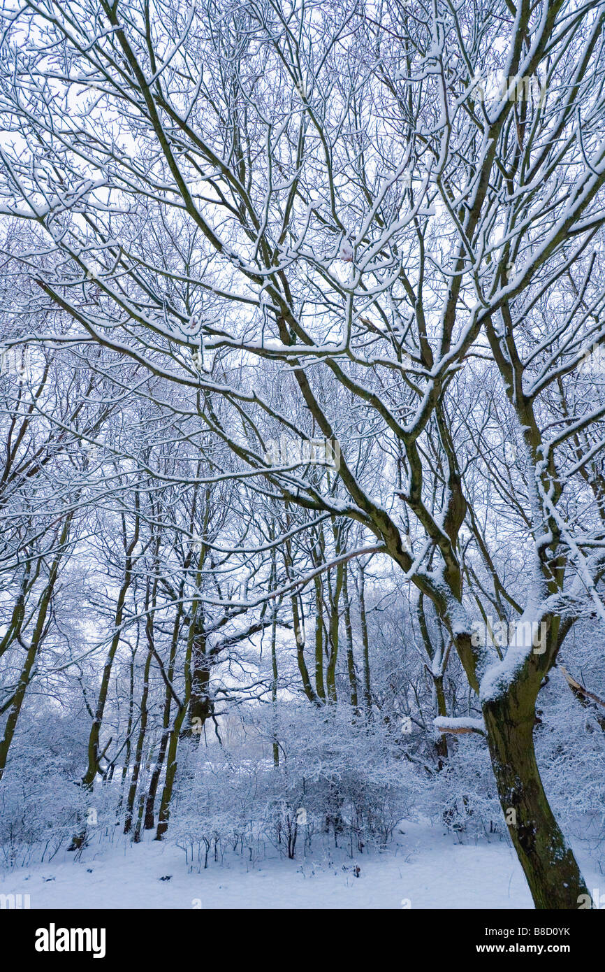 Winter scene with trees and snow Stock Photo - Alamy
