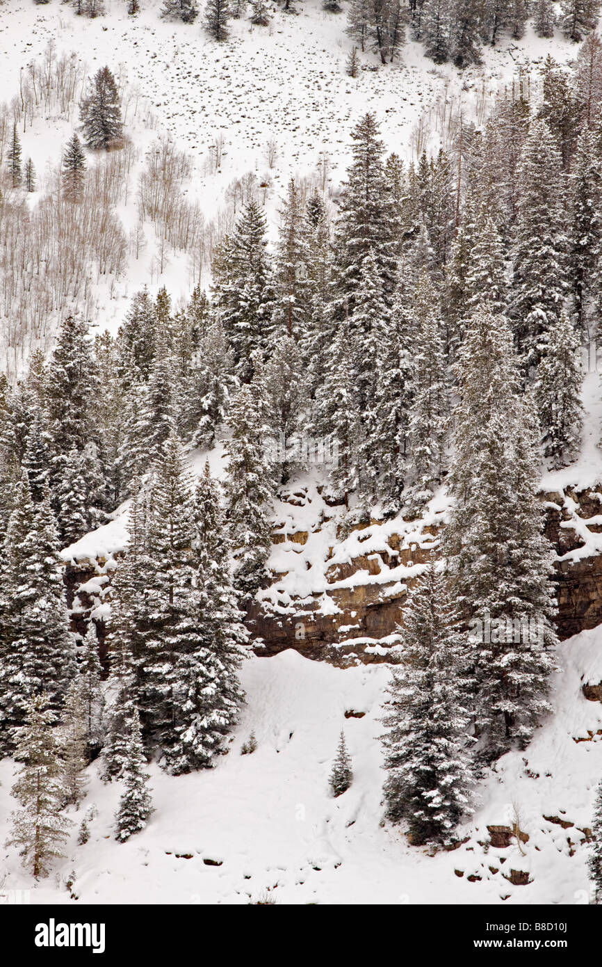Cliff trees hi-res stock photography and images - Alamy
