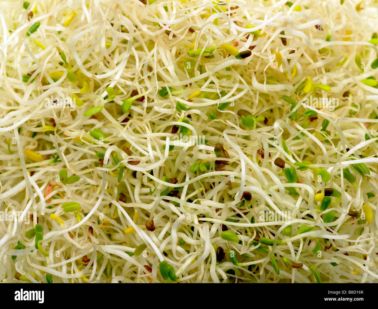 alfalfa bean sprouts Stock Photo - Alamy