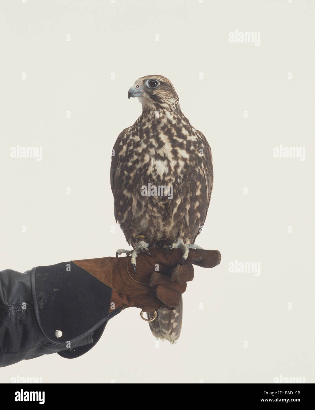 John lee hi-res stock photography and images - Alamy