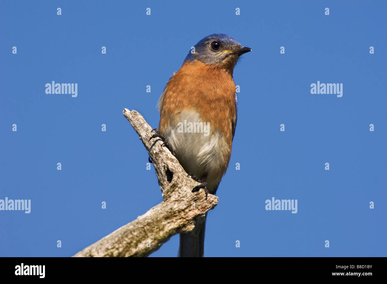 Eastern Bluebird (Sialia sialis), Point Pelee National Park,Ontario ...