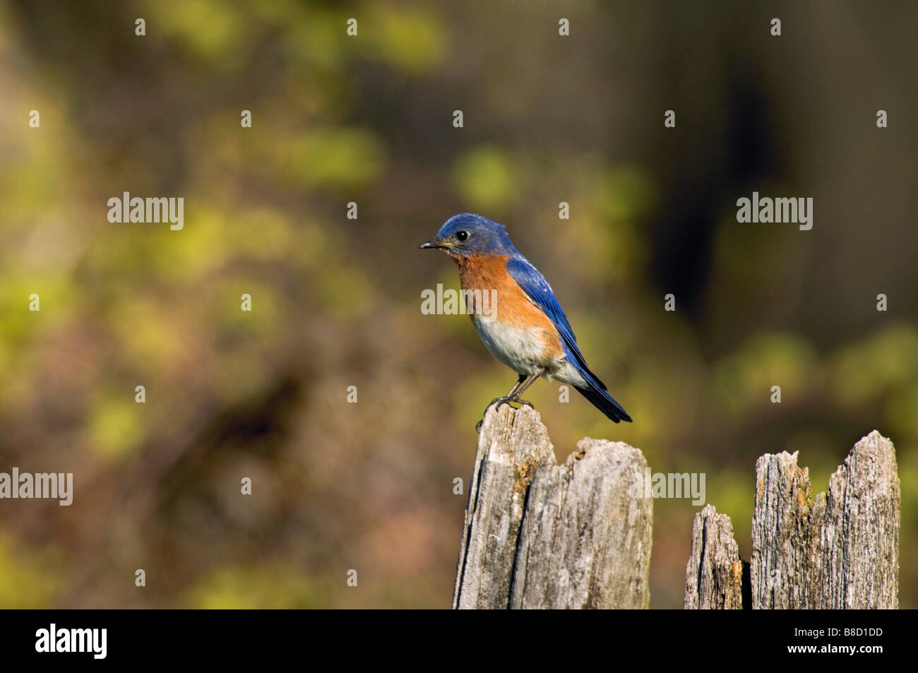 Eastern Bluebird (Sialia sialis), Point Pelee National Park,Ontario ...