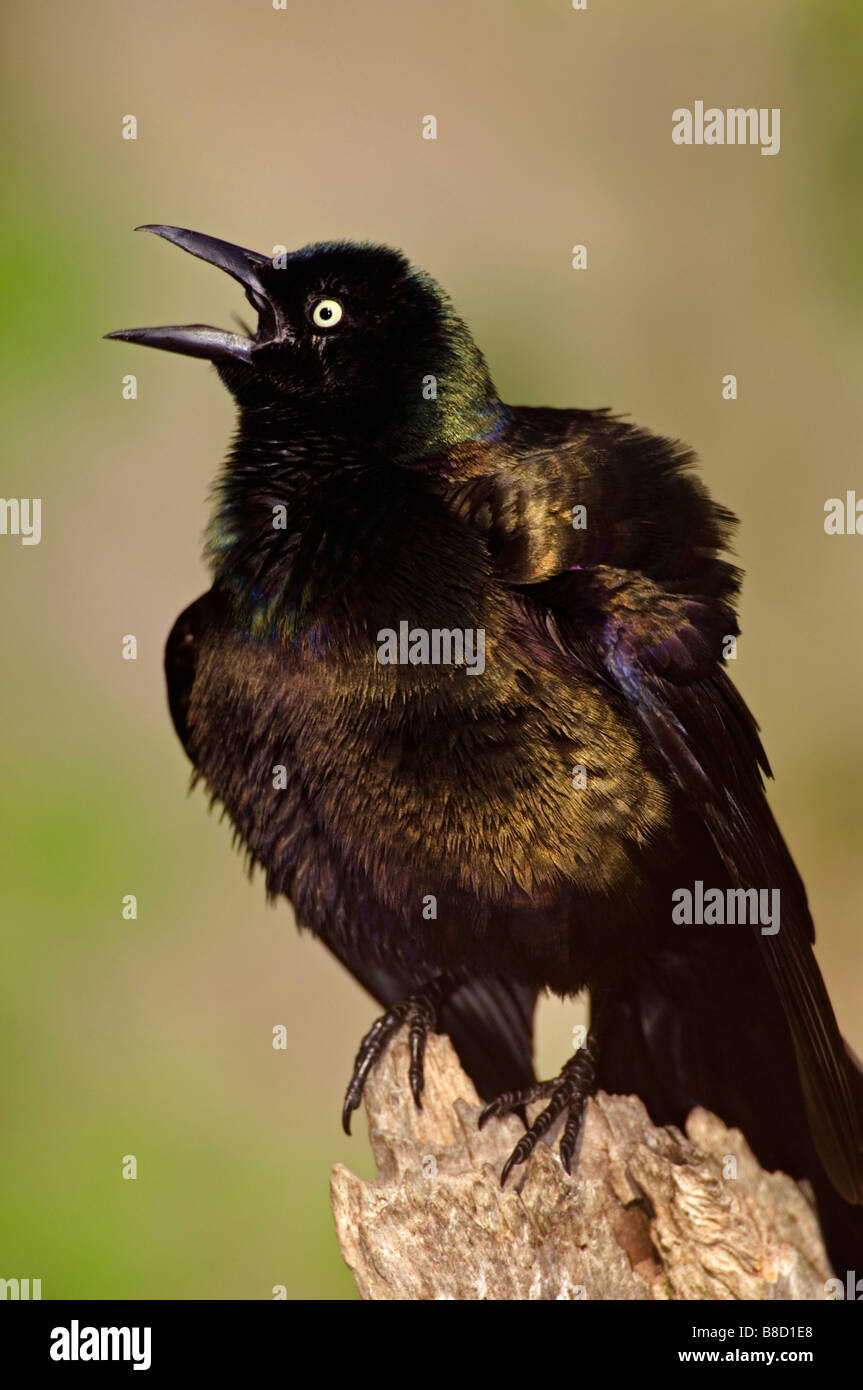 Male Common Grackle (Quiscalus quiscula), Rondeau Provincial Park ...
