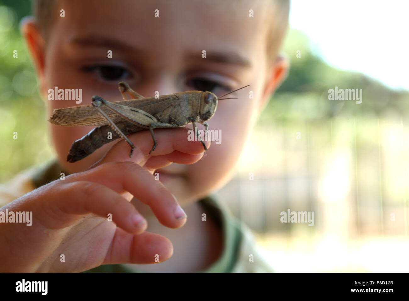 Little Boy Giant Grasshopper Stock Photo - Alamy