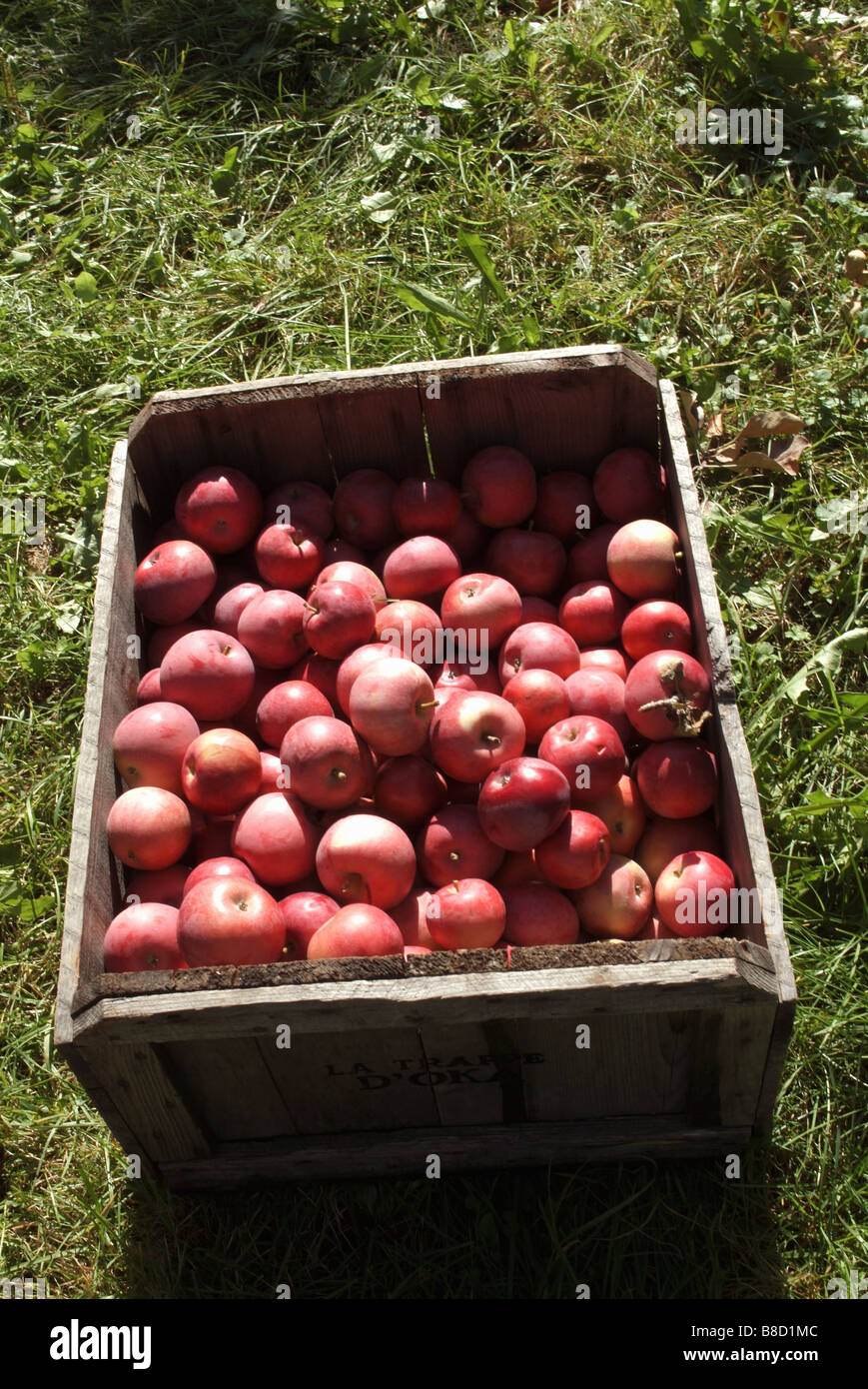 Crate Apples Stock Photo - Alamy