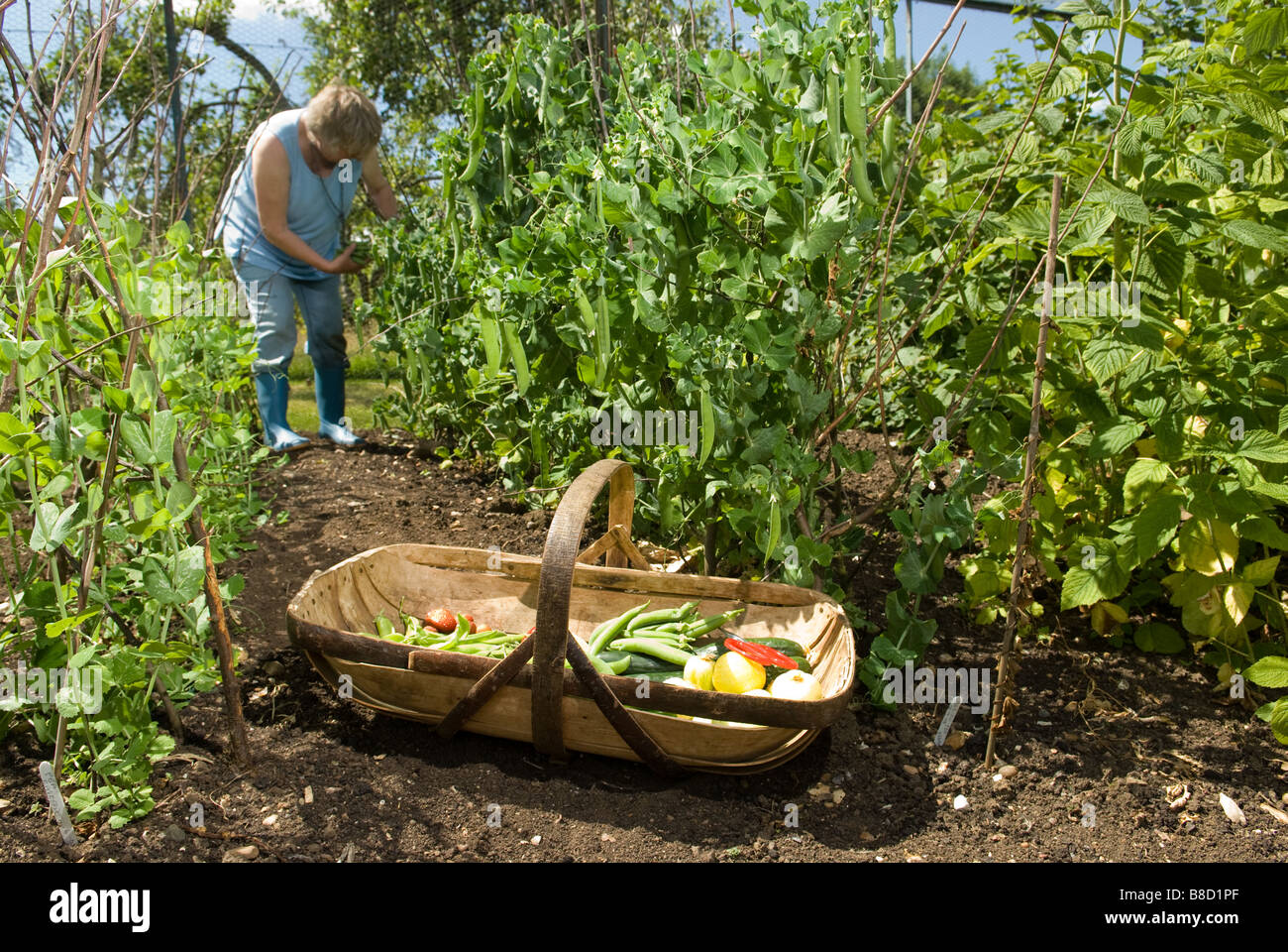 picking homegrown vegetables Stock Photo - Alamy