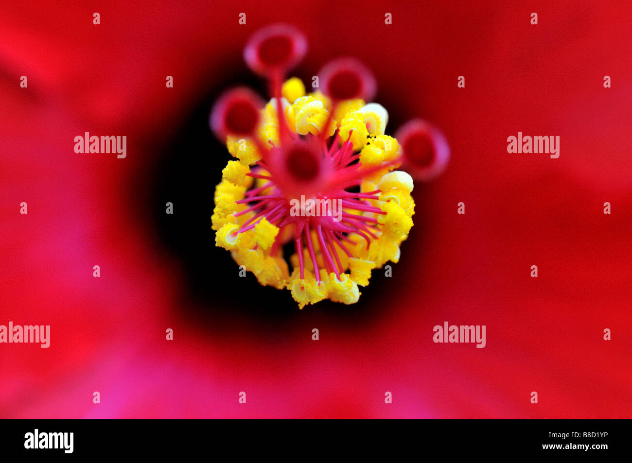 Red hibiscus flower Stock Photo - Alamy