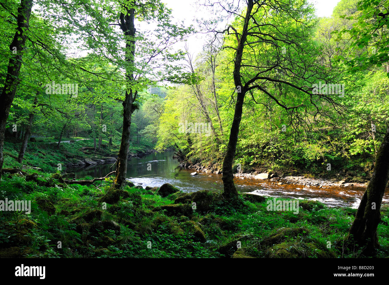 The beautiful valley of the River Wharfe at Bolton Abbey in North ...