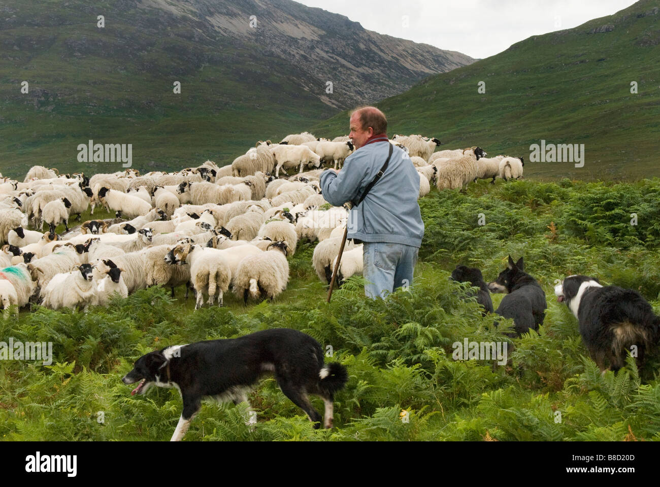 A shepherd and his flock on the Isle of Mull Scotland Stock Photo - Alamy