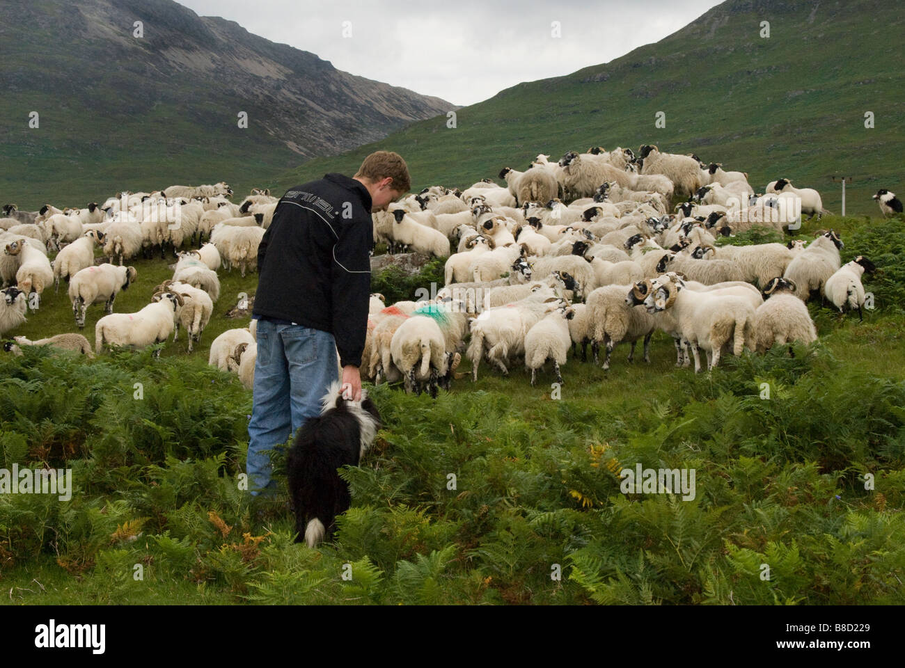 Sheep on hillside with shepherd hi-res stock photography and images - Alamy