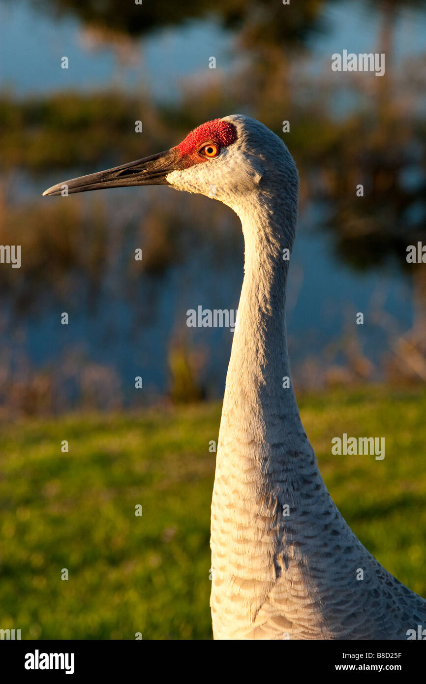 A portrait of a Sandhill Crane Stock Photo - Alamy