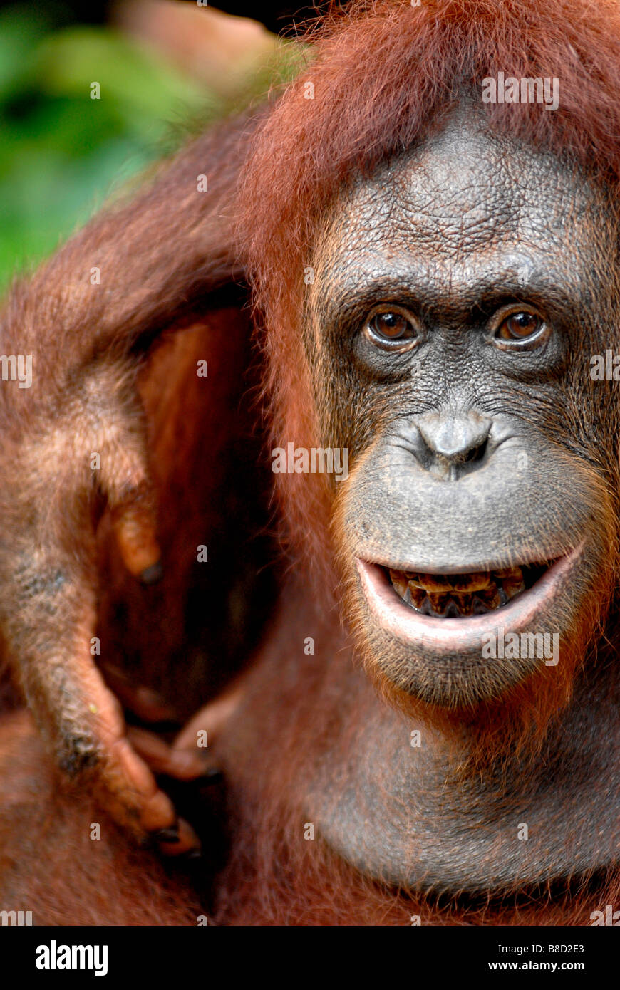 Schlechte zähne hi-res stock photography and images - Alamy