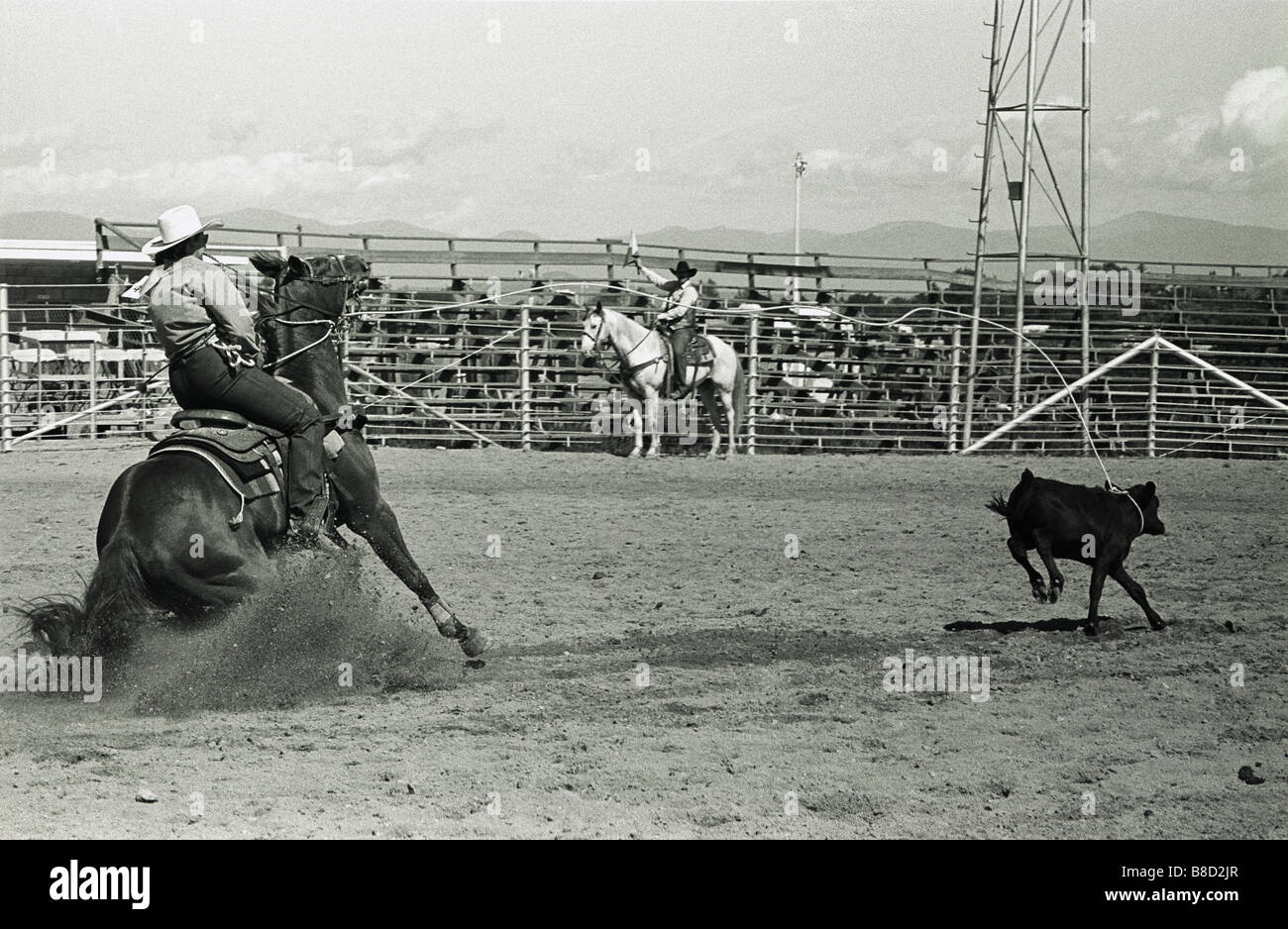 Cowgirl roping a calf in a rodeo in Durango, Colorado Stock Photo - Alamy