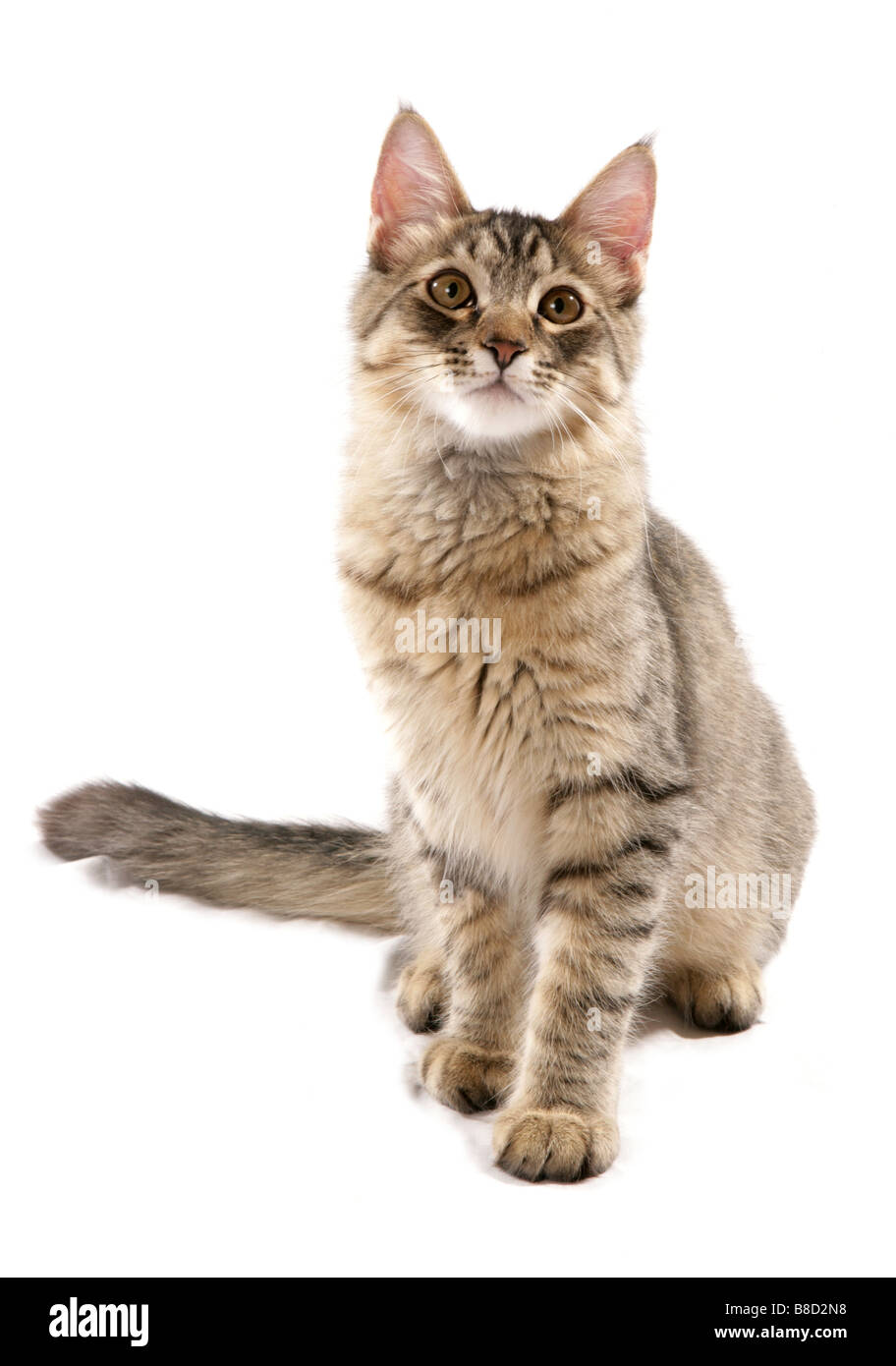 pixie bob cat sitting studio Stock Photo - Alamy