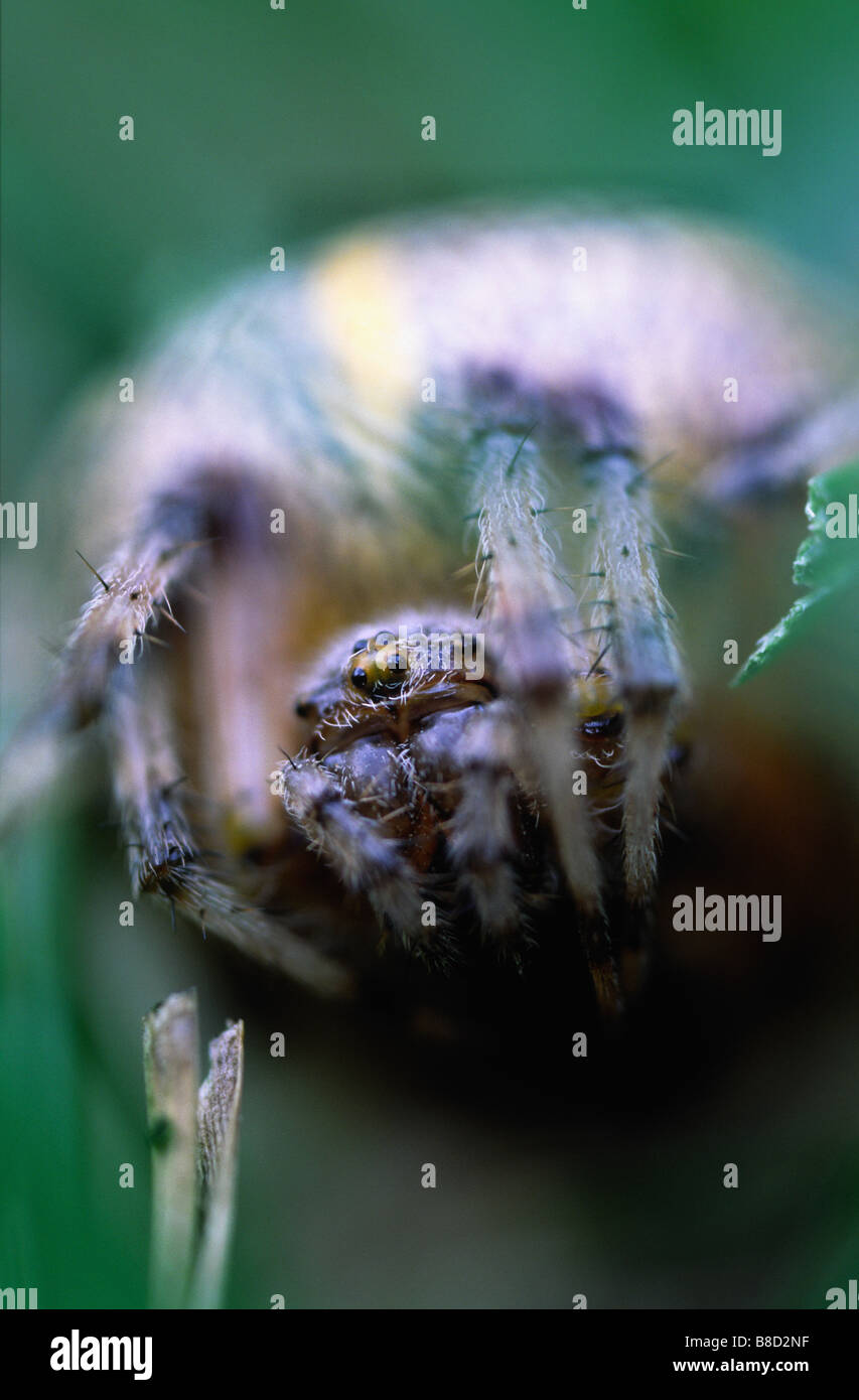 Close up Spider Stock Photo - Alamy
