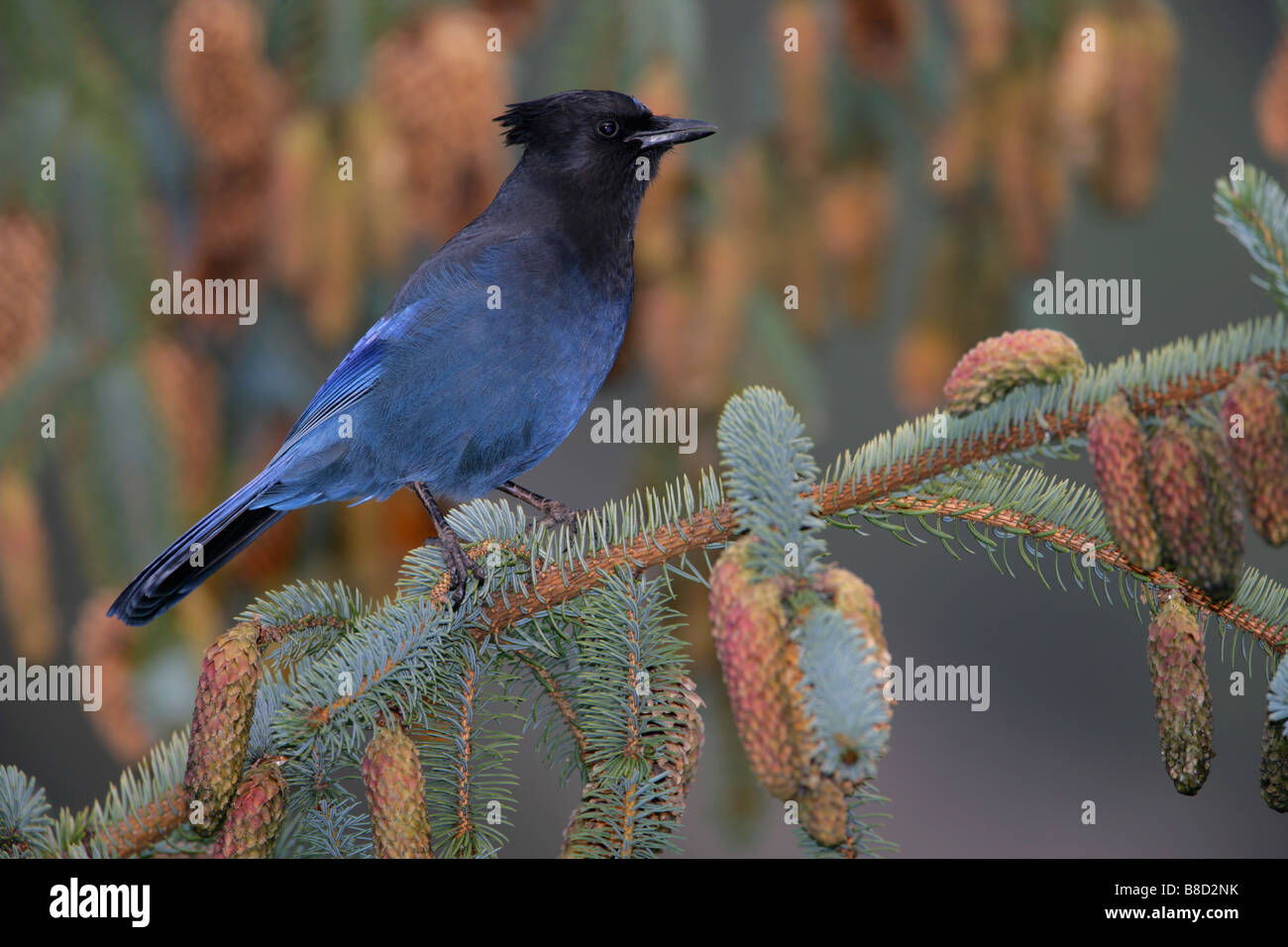 Stellar jay hi-res stock photography and images - Alamy