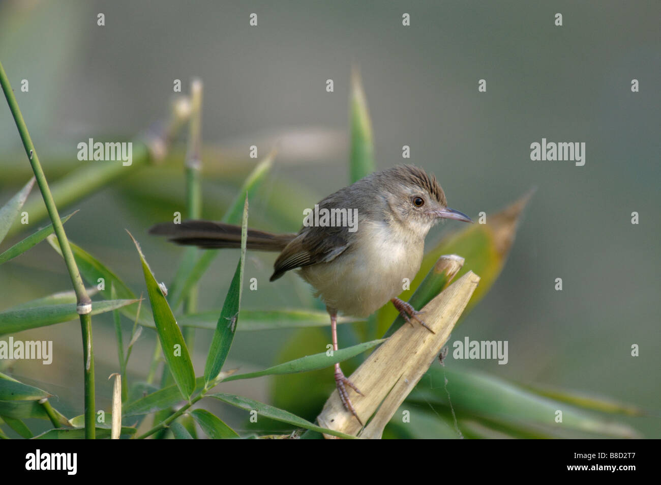 Plain prinia warbler hi-res stock photography and images - Alamy
