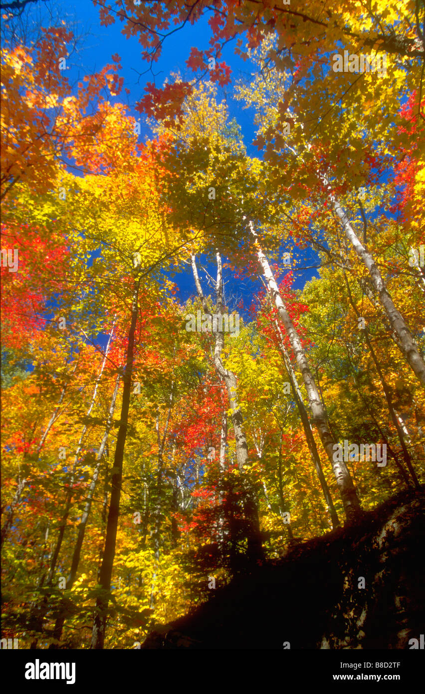 Fall Trees, Algonquqin Park,Ontario Stock Photo - Alamy
