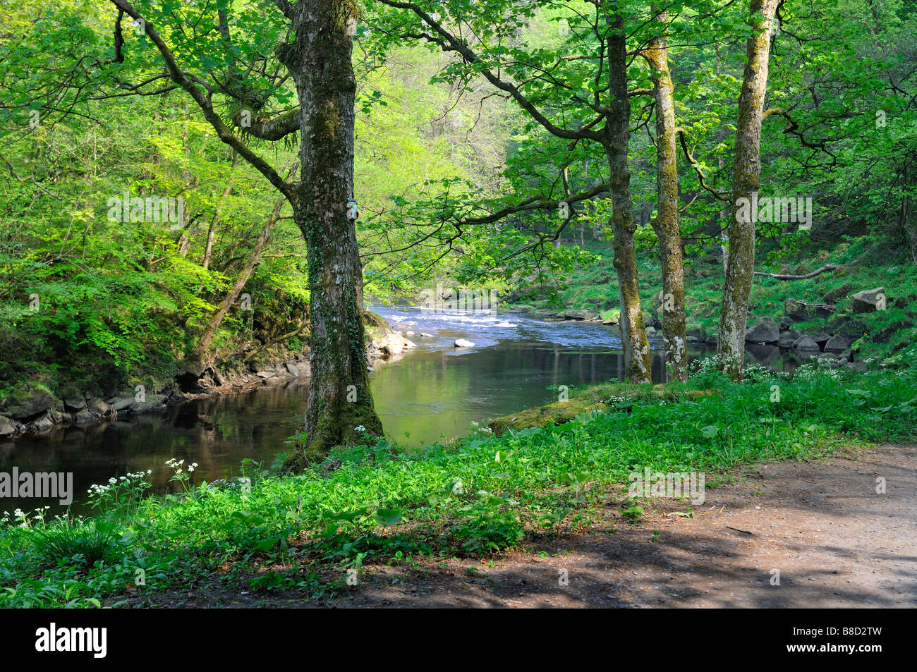 The beautiful valley of the River Wharfe at Bolton Abbey in North ...