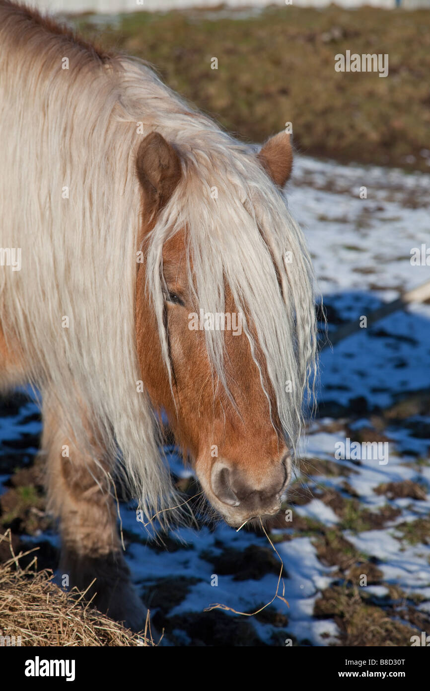 Rhum Highland Pony, chestnut Stock Photo - Alamy