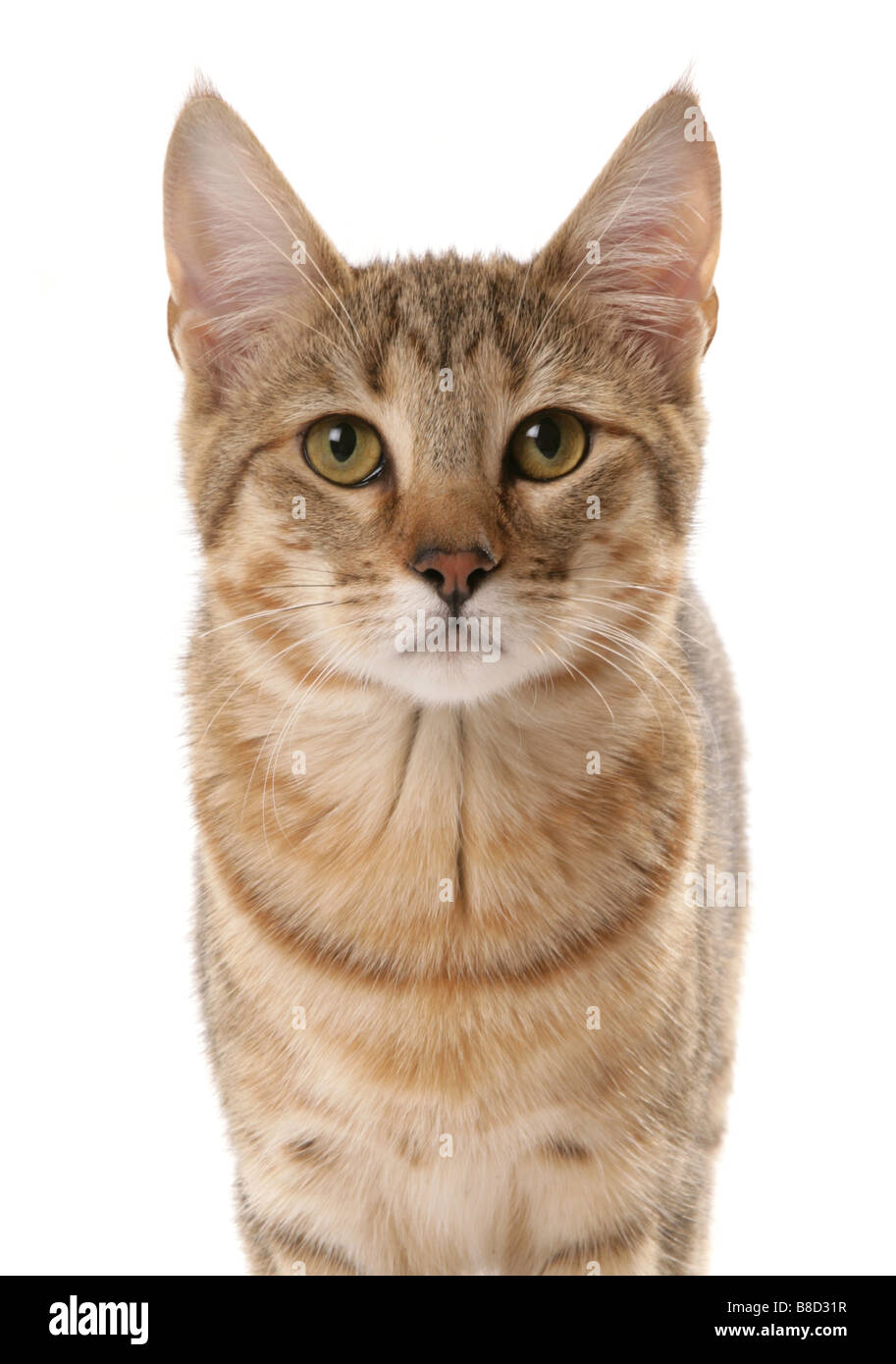 pixie bob cat portrait studio Stock Photo - Alamy