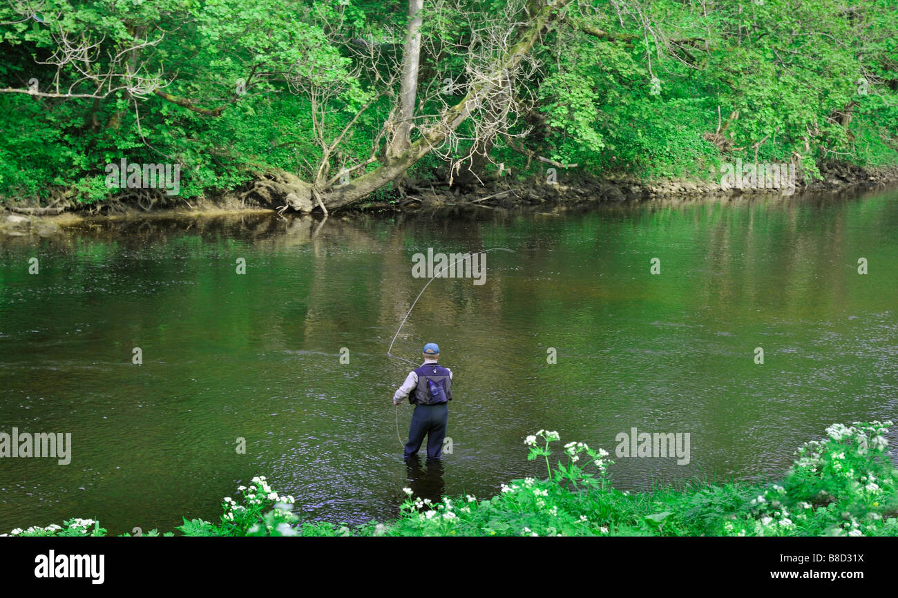 Fly Fishing in the beautiful valley of the River Wharfe at Bolton Abbey ...