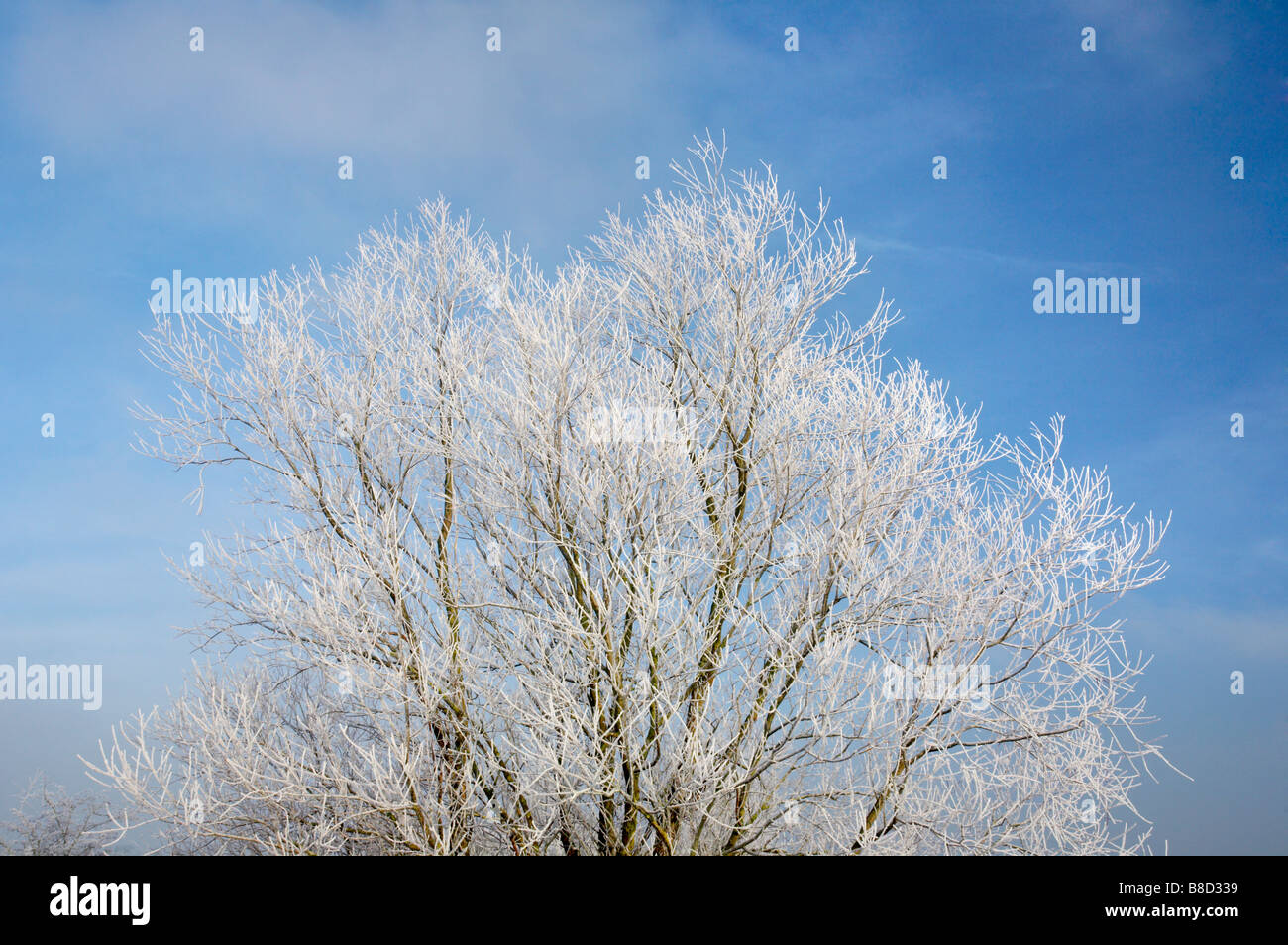 Ice crystals on trees hi-res stock photography and images - Alamy