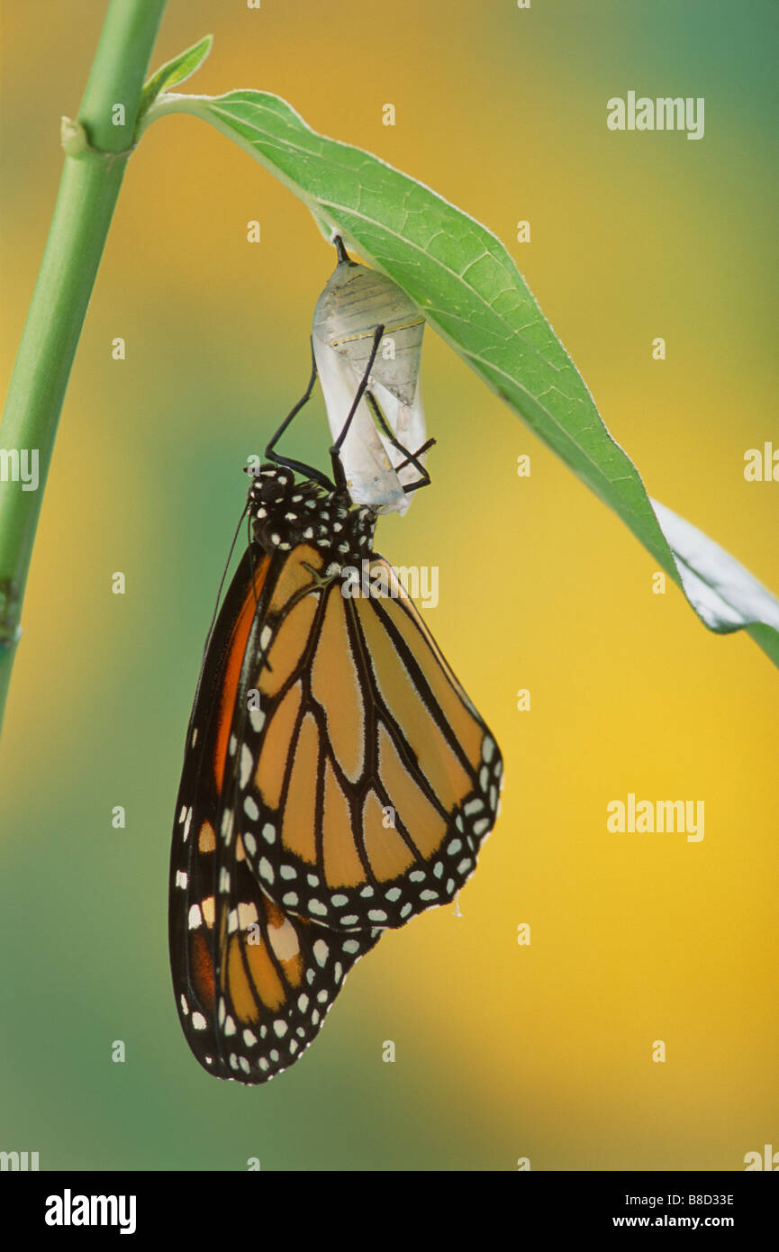 Butterfly outside cocoon hi-res stock photography and images - Alamy