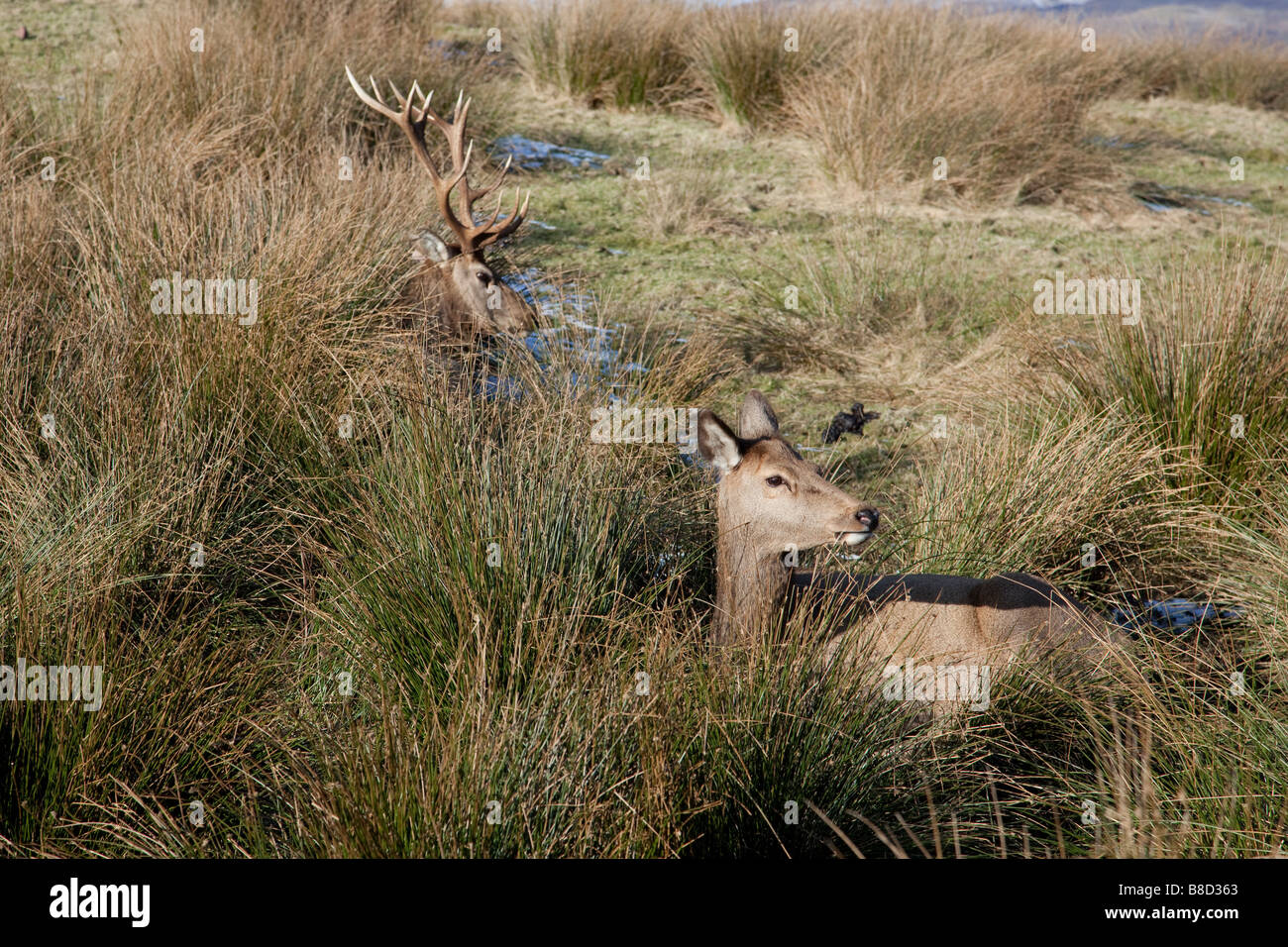 Red deer, doe with stag Stock Photo - Alamy