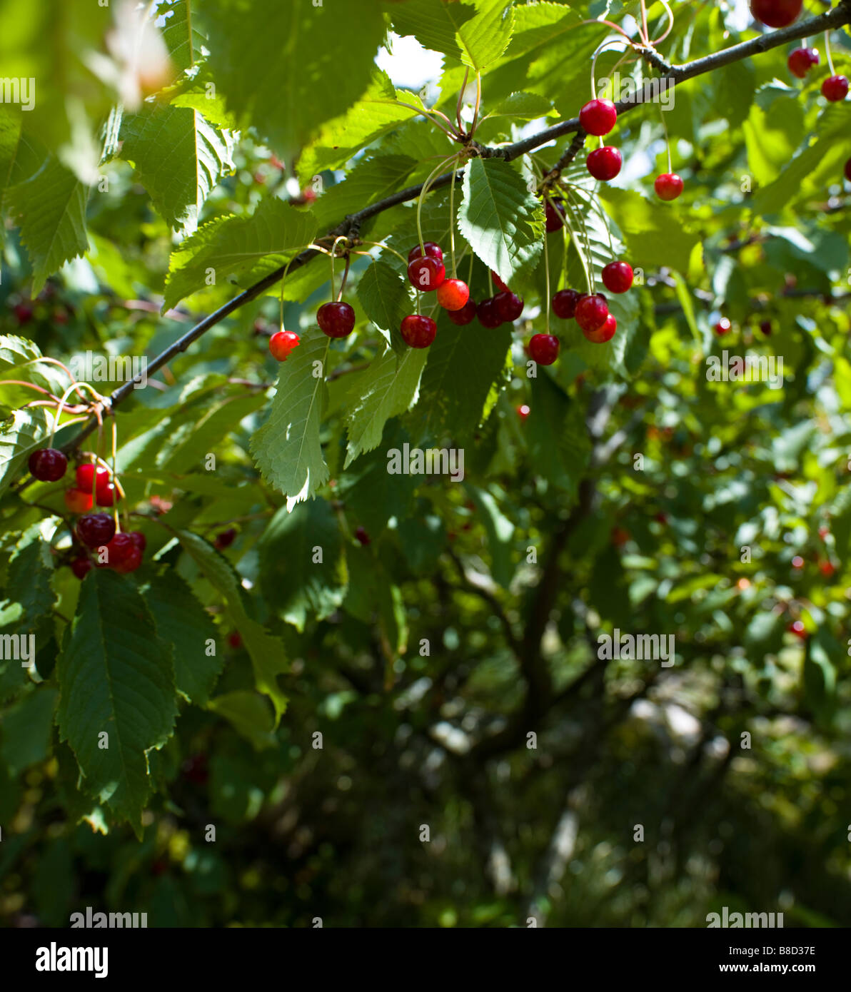 Cherry tree with fruits Stock Photo - Alamy