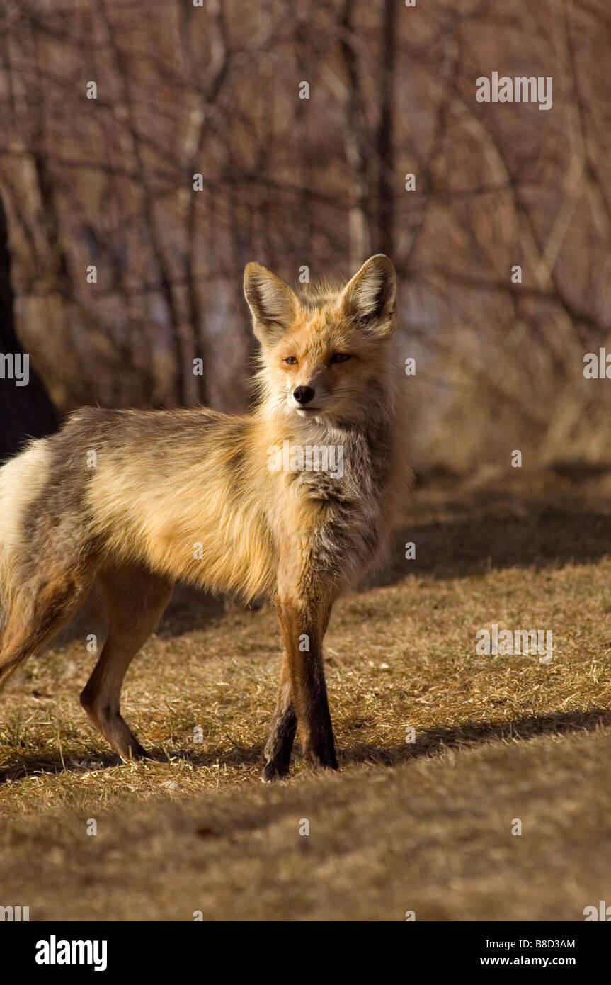 Red Fox, Yellowknife, NT Stock Photo - Alamy