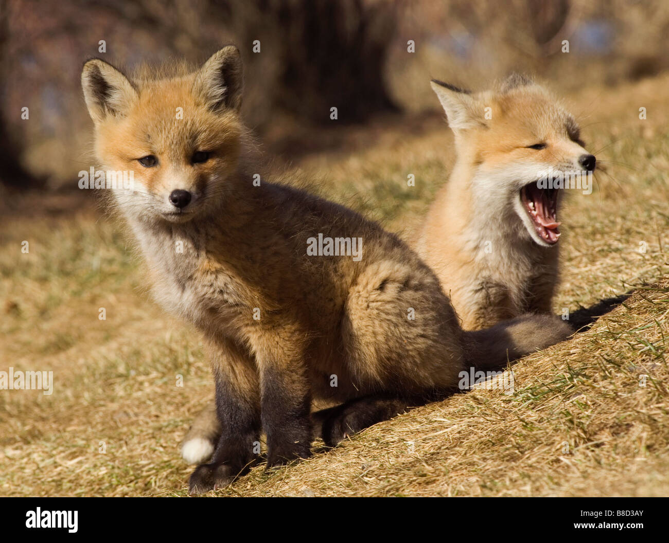Red Fox Cubs, Yellowknife, NT Stock Photo - Alamy
