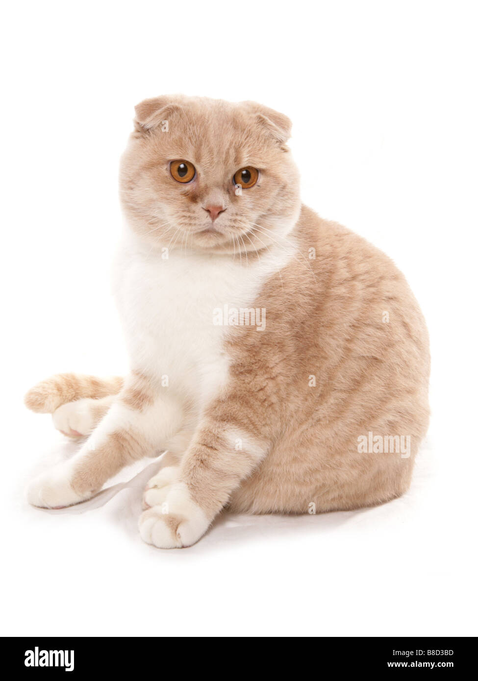 Cream and White scottish Fold Cat Sitting Studio Stock Photo - Alamy