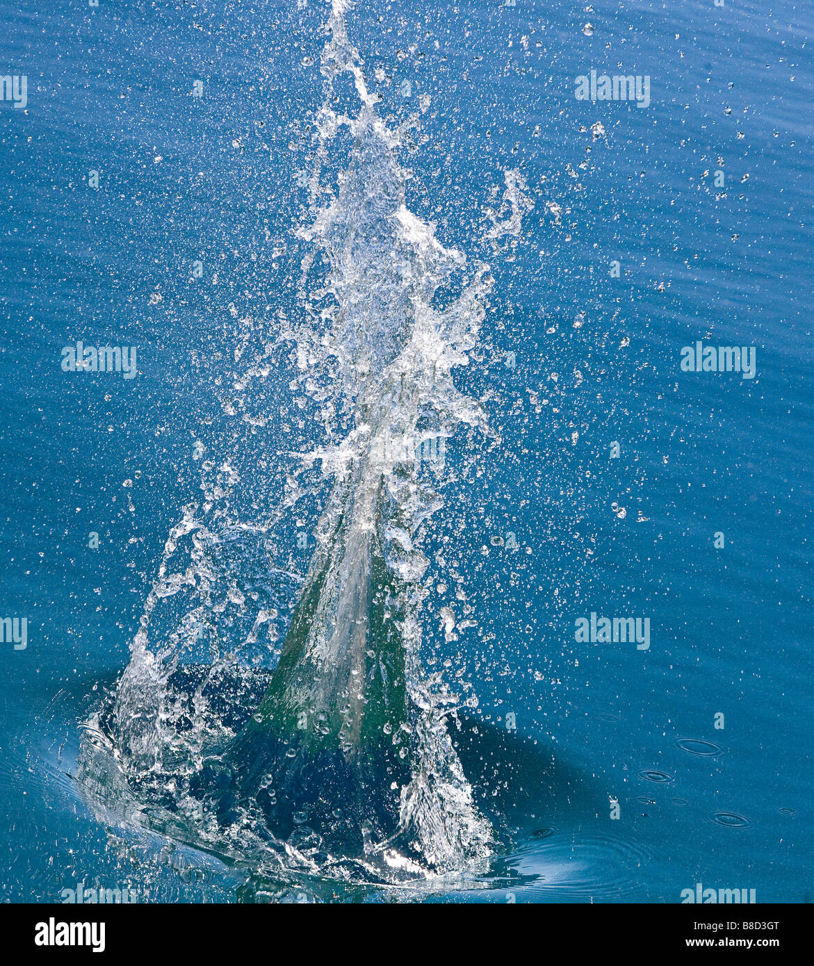 Detailed splash hi-res stock photography and images - Alamy