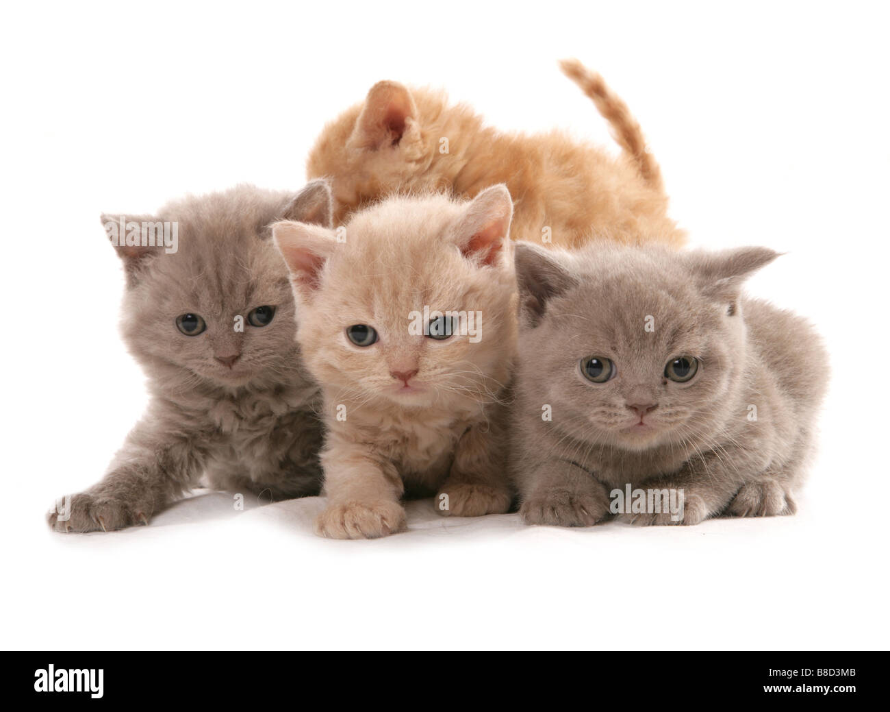 Rex family hi-res stock photography and images - Alamy