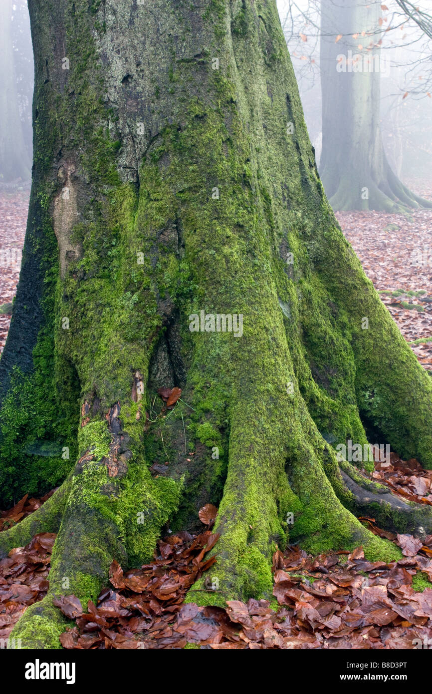 A Beech Trunk in a misty woodland Stock Photo - Alamy