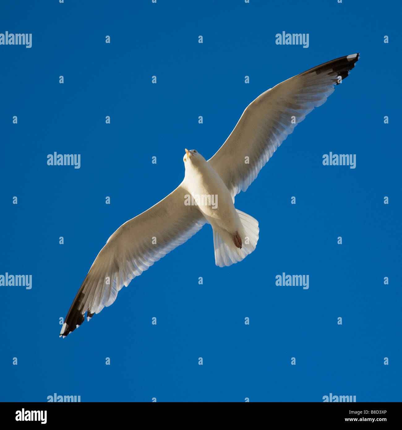 seagull in flight Stock Photo - Alamy
