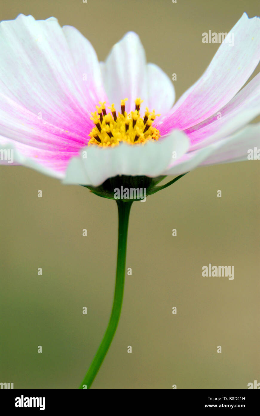 Stock photo of a single cosmo flower Stock Photo - Alamy