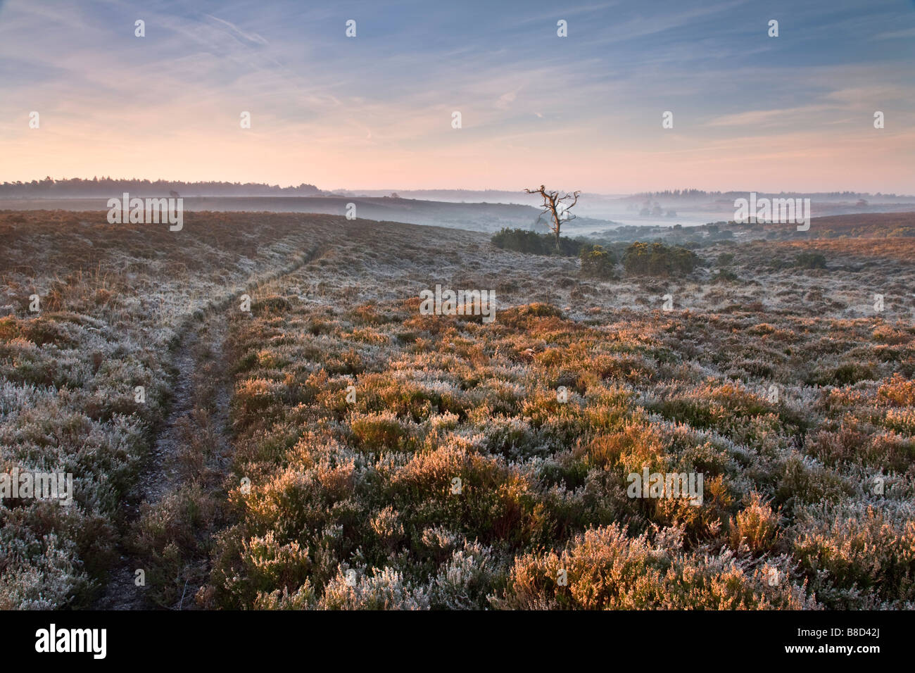 New forest morning mist hi-res stock photography and images - Alamy
