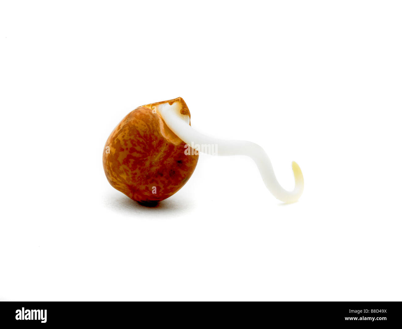 bean sprouts single on white background Stock Photo - Alamy