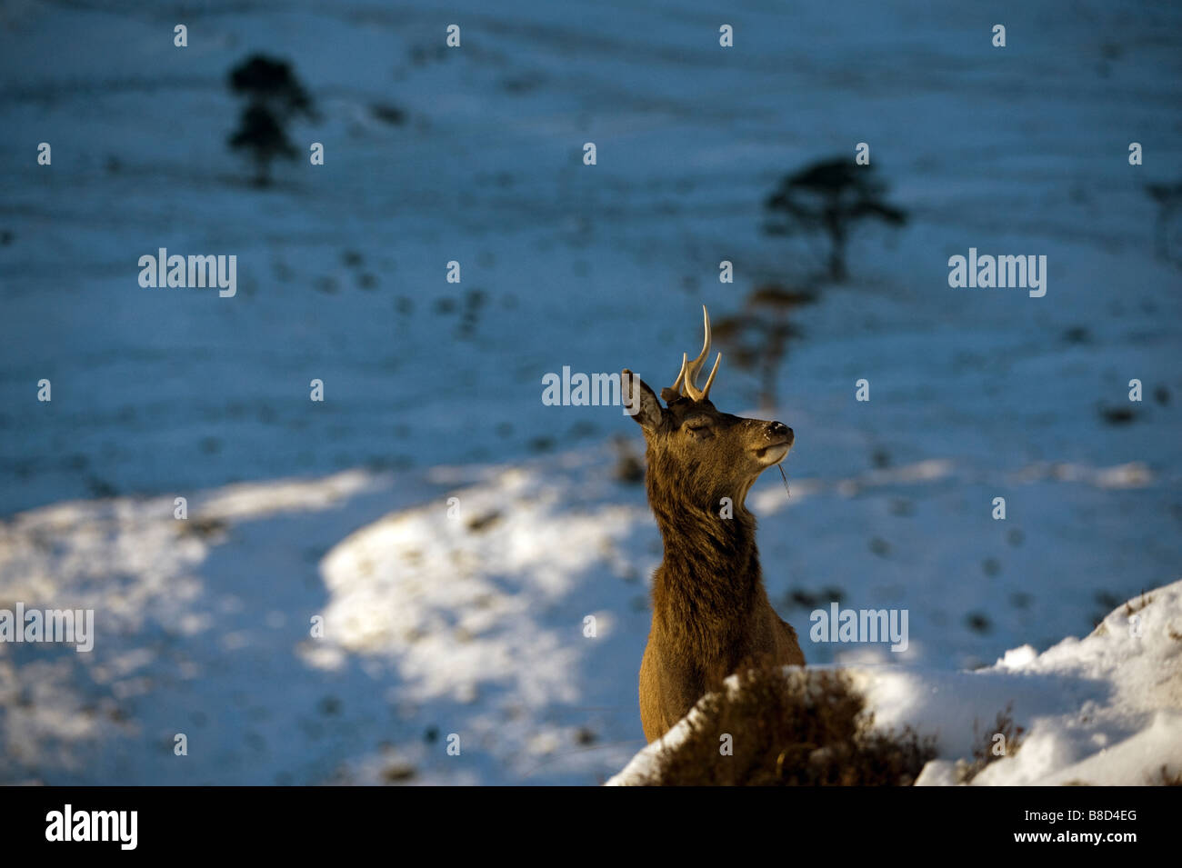 Red deer stag Cervus elaphus Scotland snow watching caution Stock Photo ...
