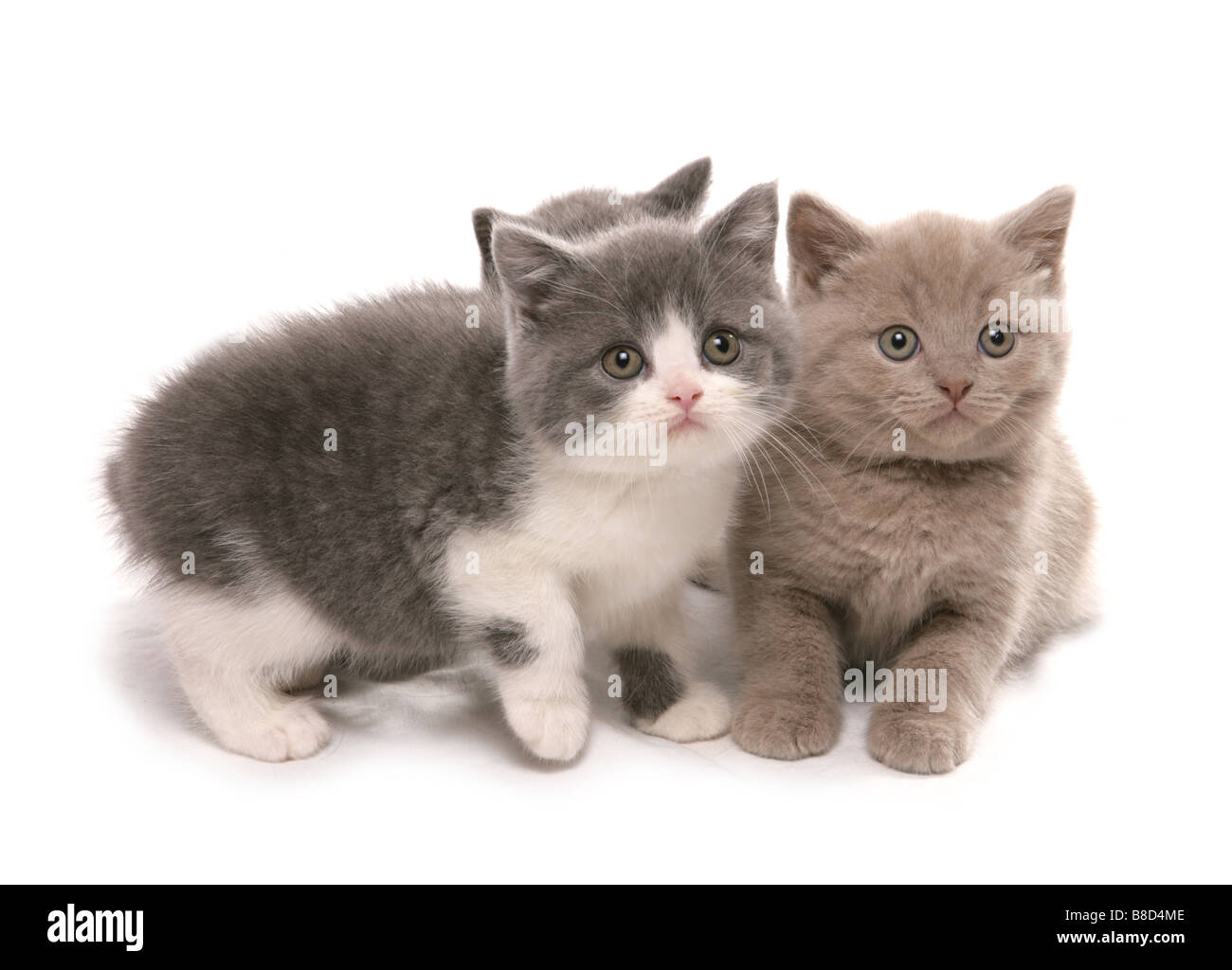 British Shorthair Kittens Sitting Studio Stock Photo - Alamy