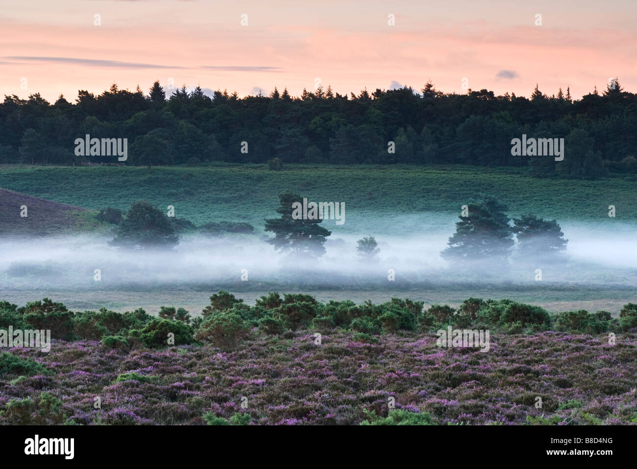 August sunrise in the New Forest Stock Photo - Alamy