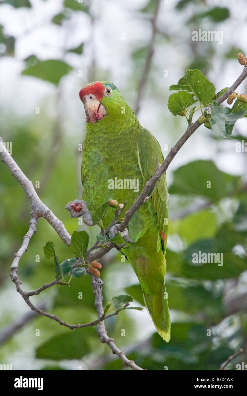 Crowned parrot hi-res stock photography and images - Alamy