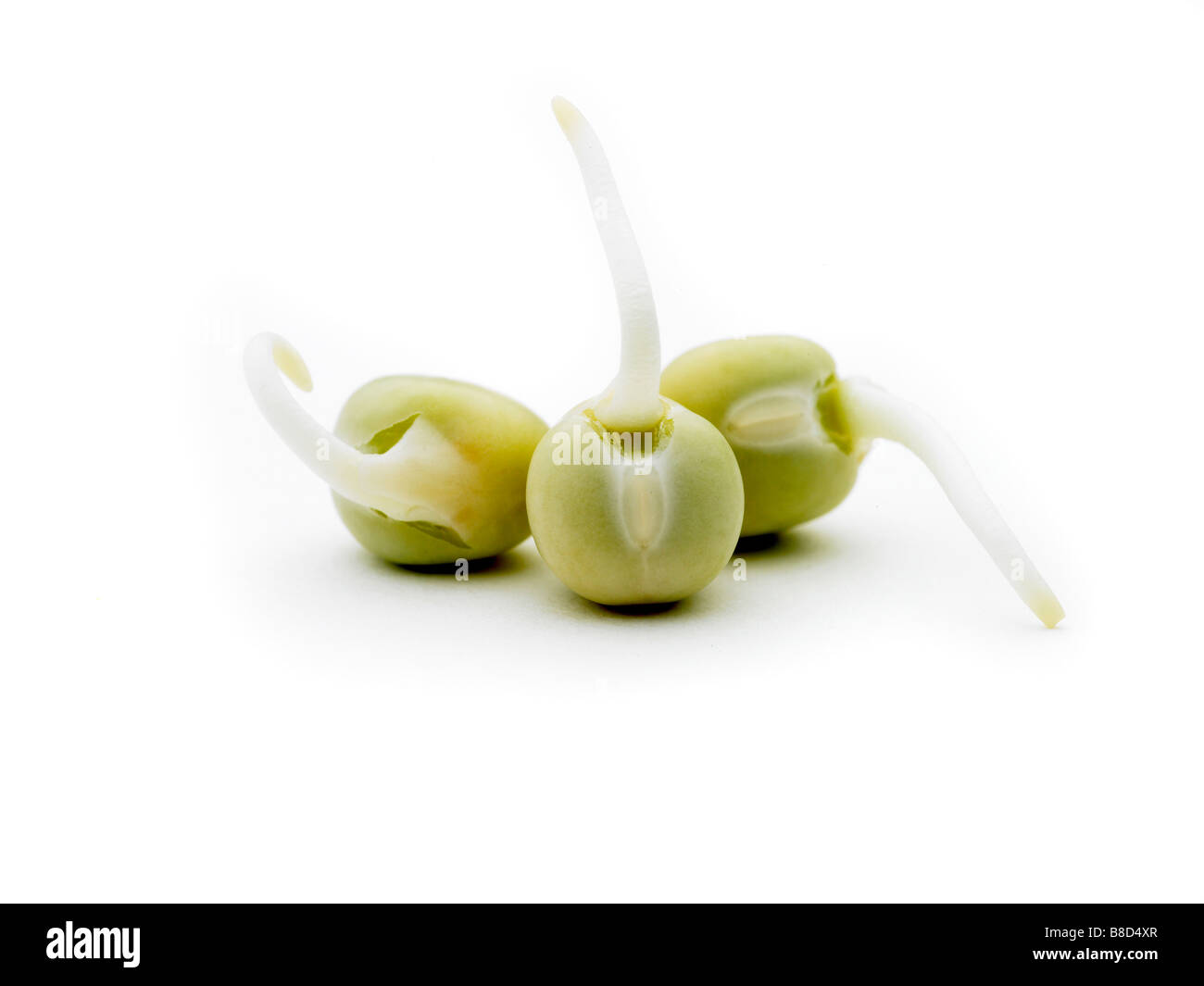 blue peas sprouting against white background Stock Photo - Alamy