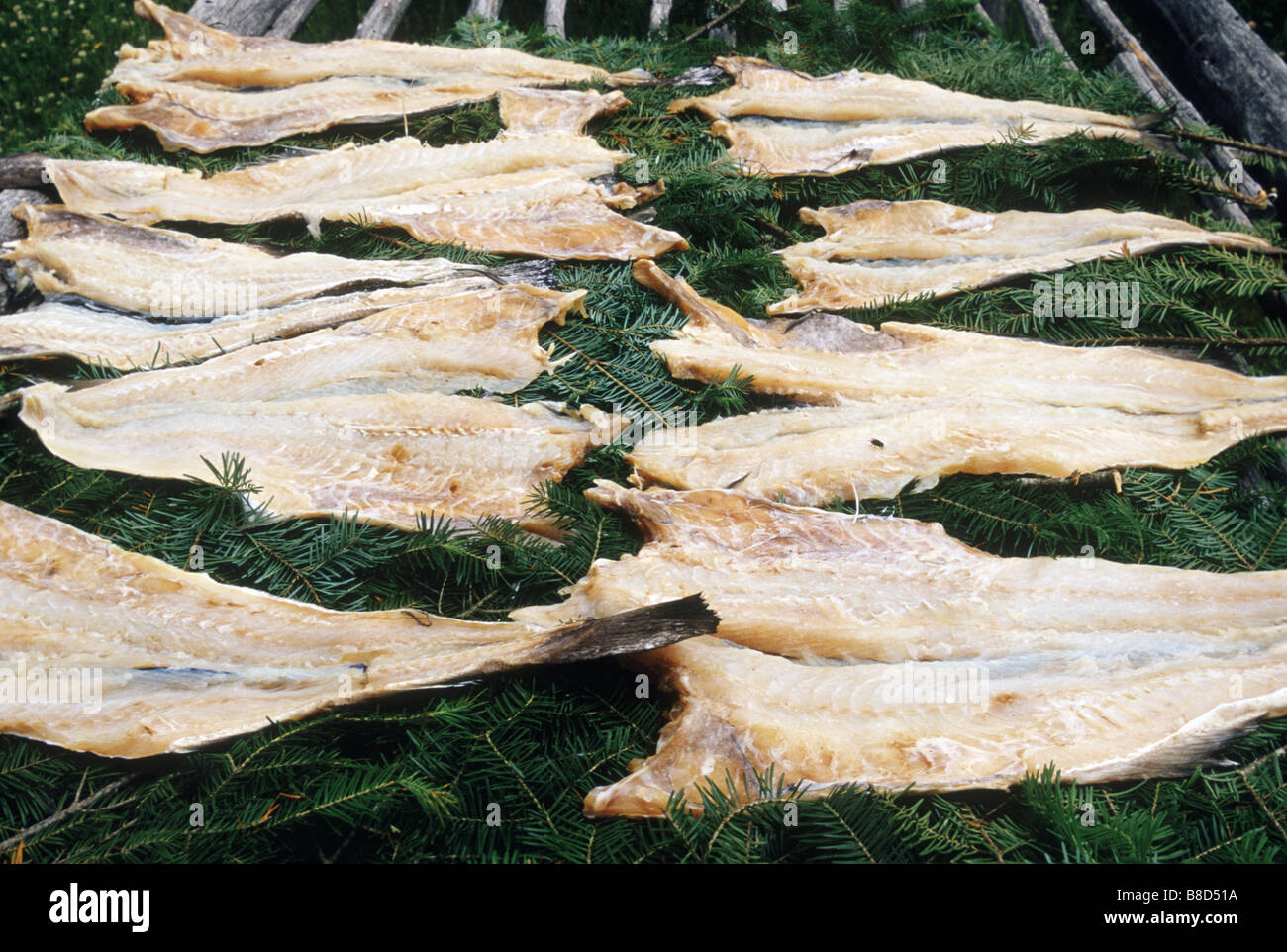 Cod Fish Drying Racks, Caraquet, New Brunswick Stock Photo - Alamy