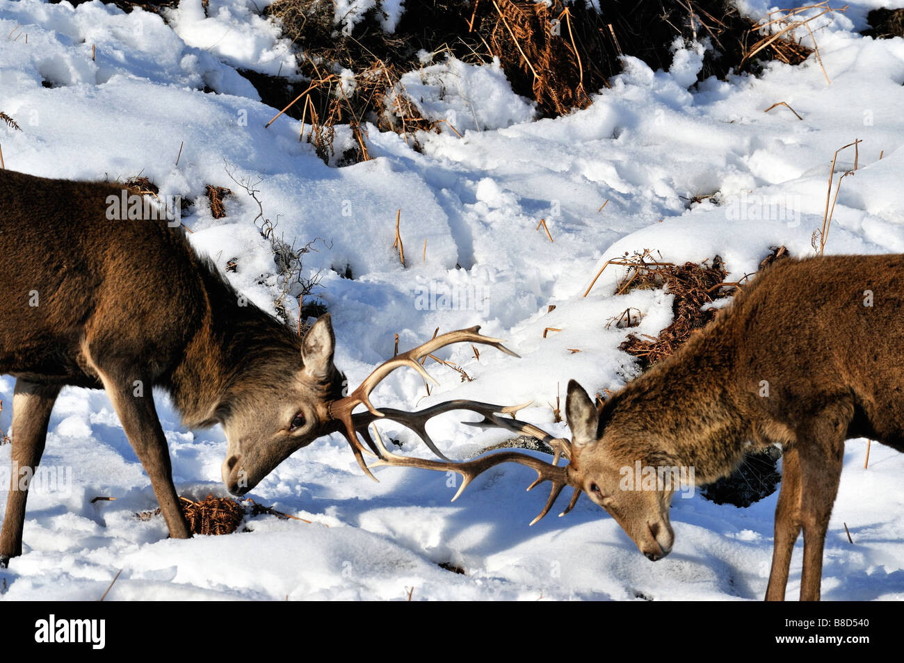Birch trees with deer hi-res stock photography and images - Alamy