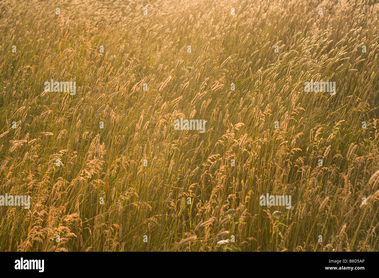 Field grass, Saint John, New Brunswick Stock Photo - Alamy